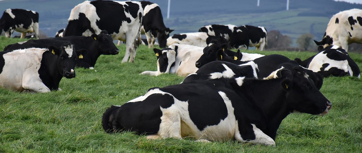 Agri-King | Animal Nutrition Company