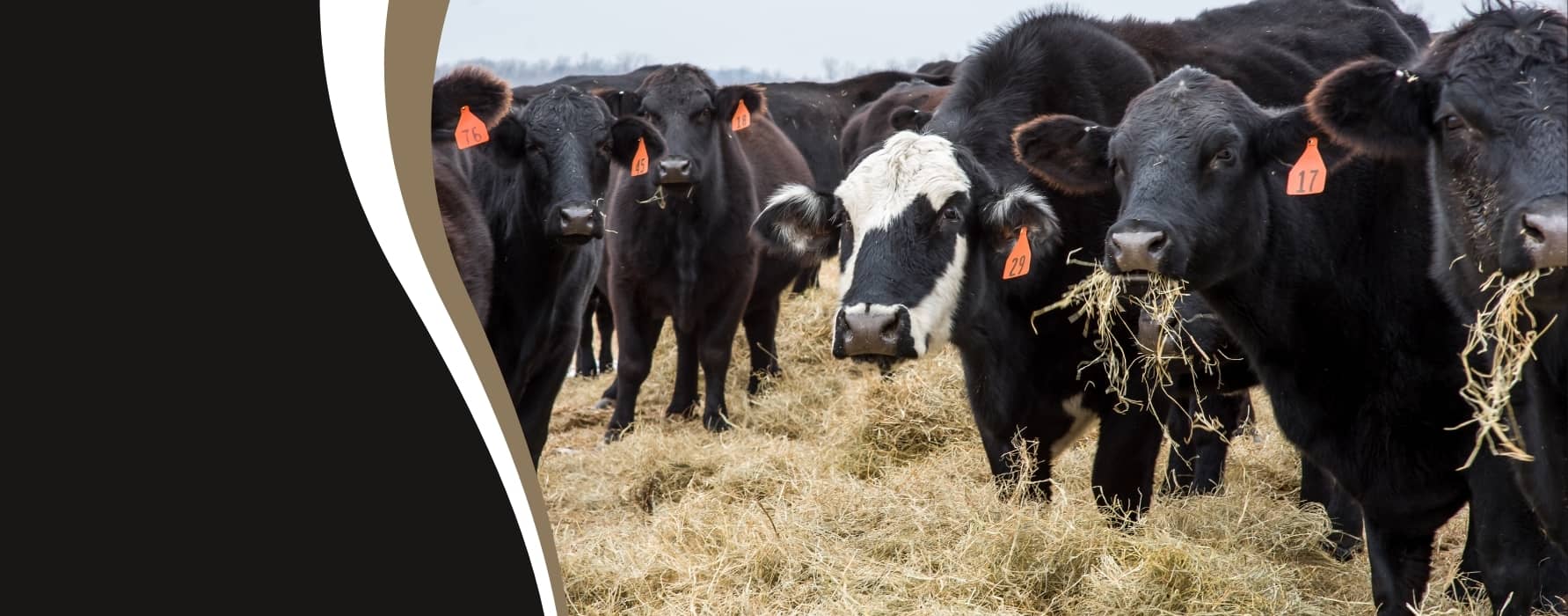 Agri-King | Animal Nutrition Company